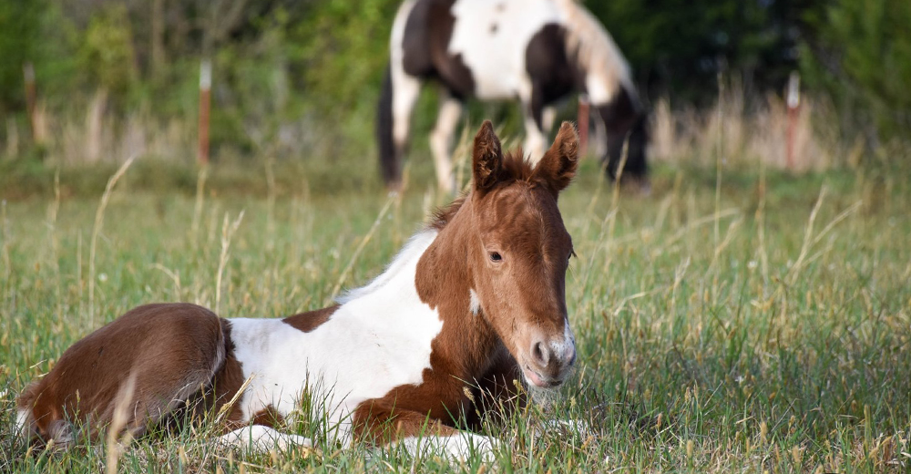 Paint Horse Journal: Exploring the Heart of the Paint Horse Industry ...
