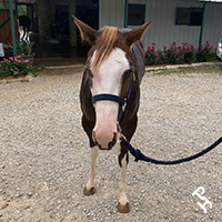 Registration Guides: How to Register Your Paint Horse - APHA.com